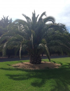 Palm Trees for Sale Melbourne | Palm Tree Sales | Palm Tree Sales