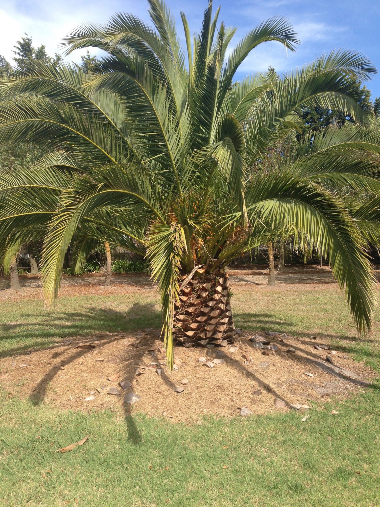 Palm Trees For Sale Melbourne Palm Tree Sales Palm Trees For Sale Melbourne Palm Tree Sales